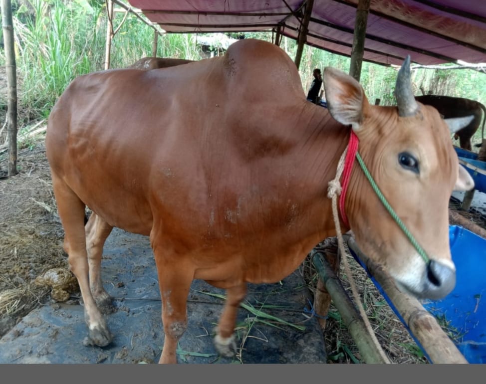 Hati-hati Memilih Hewan Qurban, Berikut Tips dan Penjelasannya - PedomanRakyat.co.id